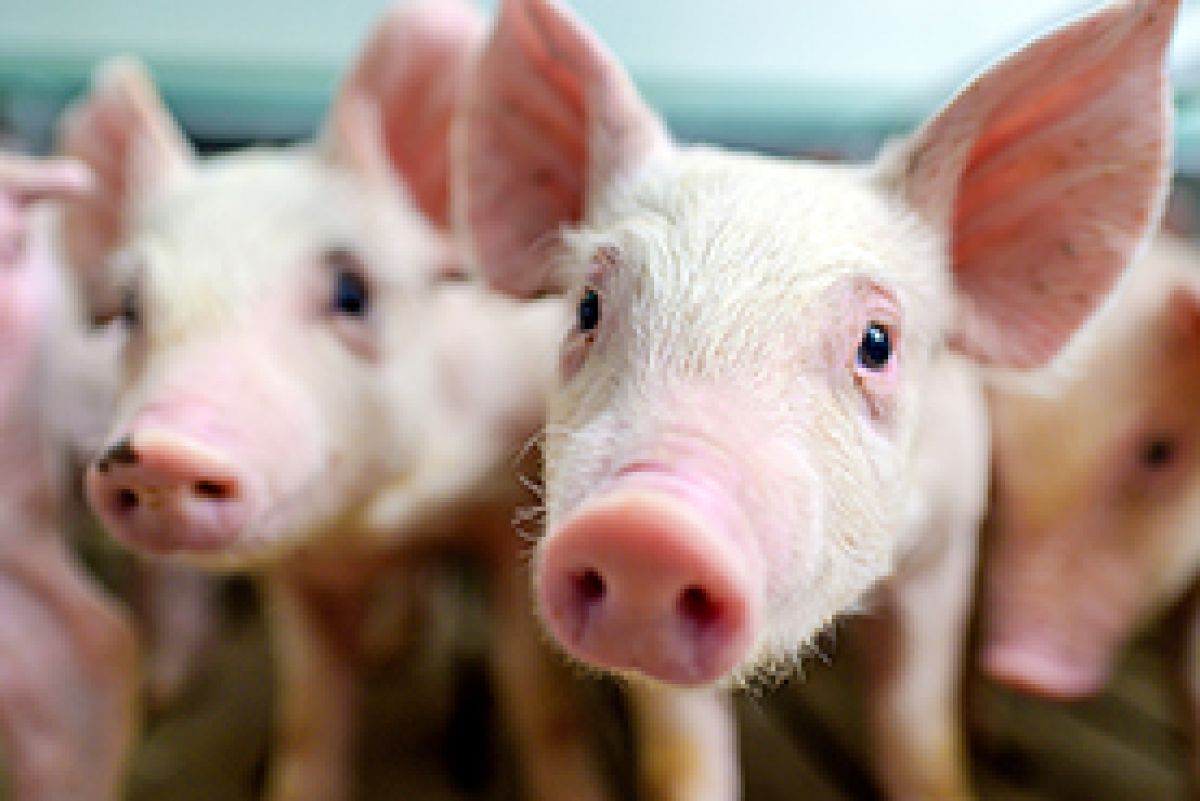 Acute staff shortages highlighted in pig sector